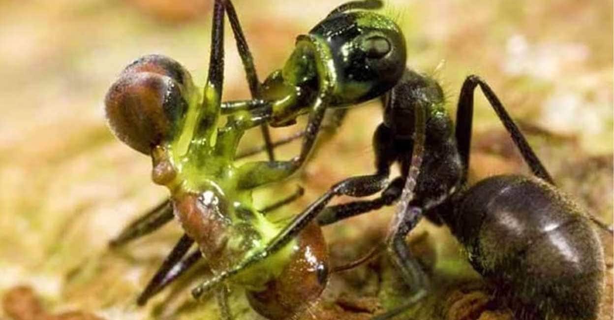 Suicide bombers in ant world: Ants, which explode to protect their ...