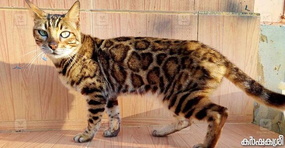 kucing bengal