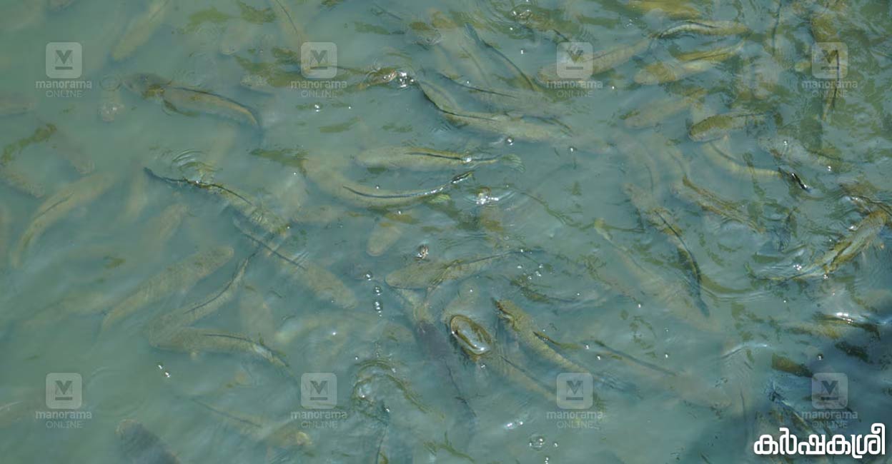 Manappuram Farm: Rs 20 crore worth agro venture that teaches a lot ...