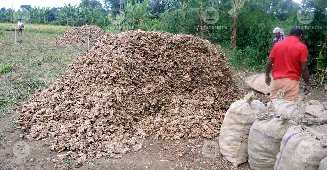 Ginger price nosedive to record low following India-Pakistan tensions