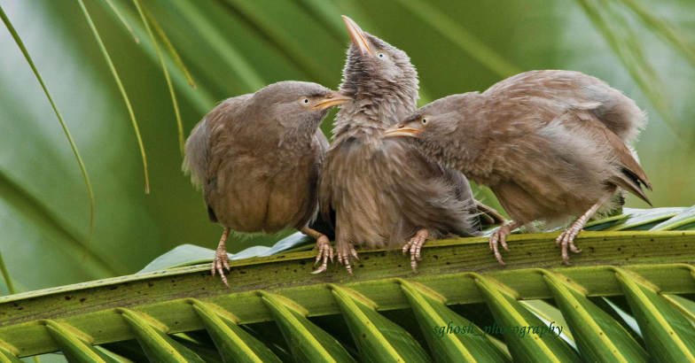 Call of the Wild | Nature interpretation centers | wildlife ...