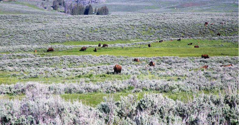 Captive breeding, reintroduction and relocation: challenges and ...