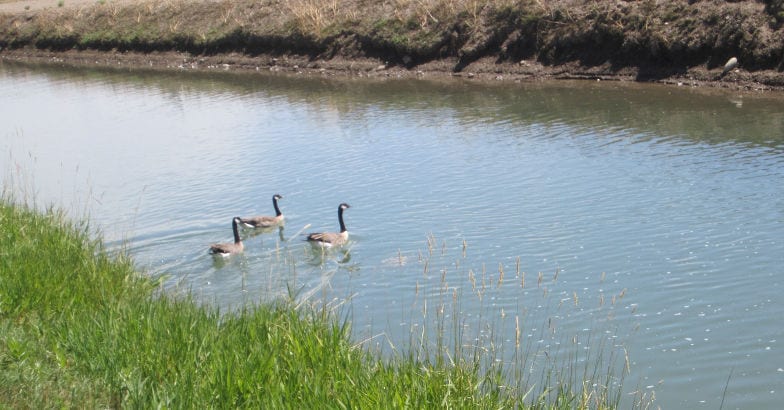 Call of the Wild | Vanishing act: insights into decline of bird population