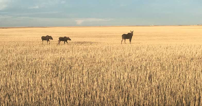 The spectacular beauty and biodiversity of North America