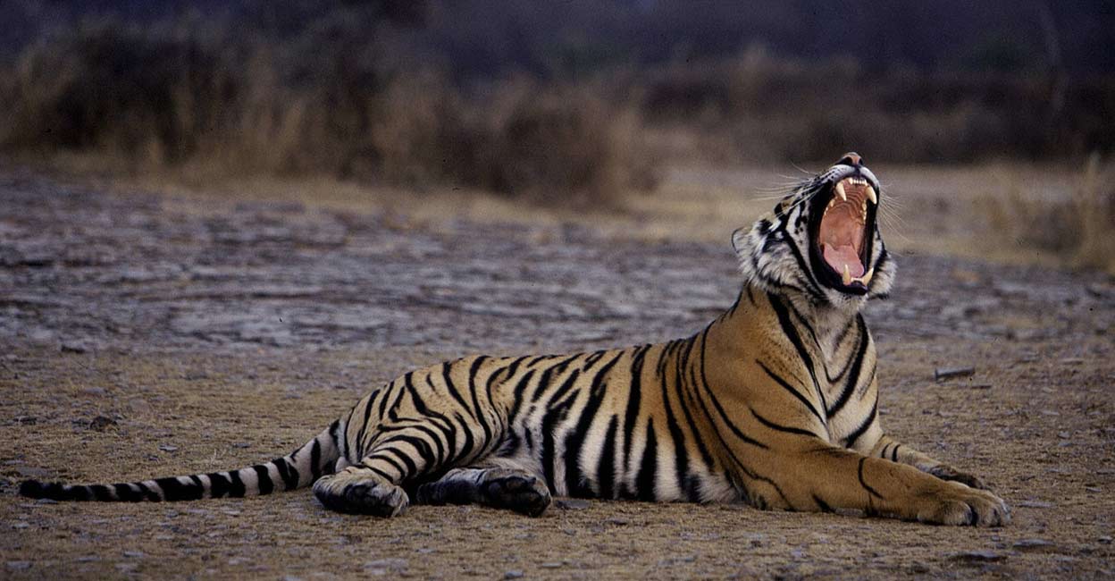 Are Sariska's tigers, symbols of a phenomenal conservation effort, safe ...