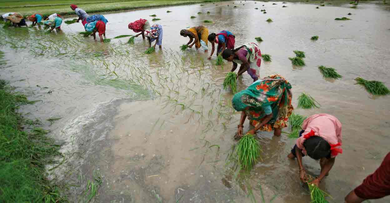 23,691 farmers still await payment for paddy procured by govt | Kerala ...