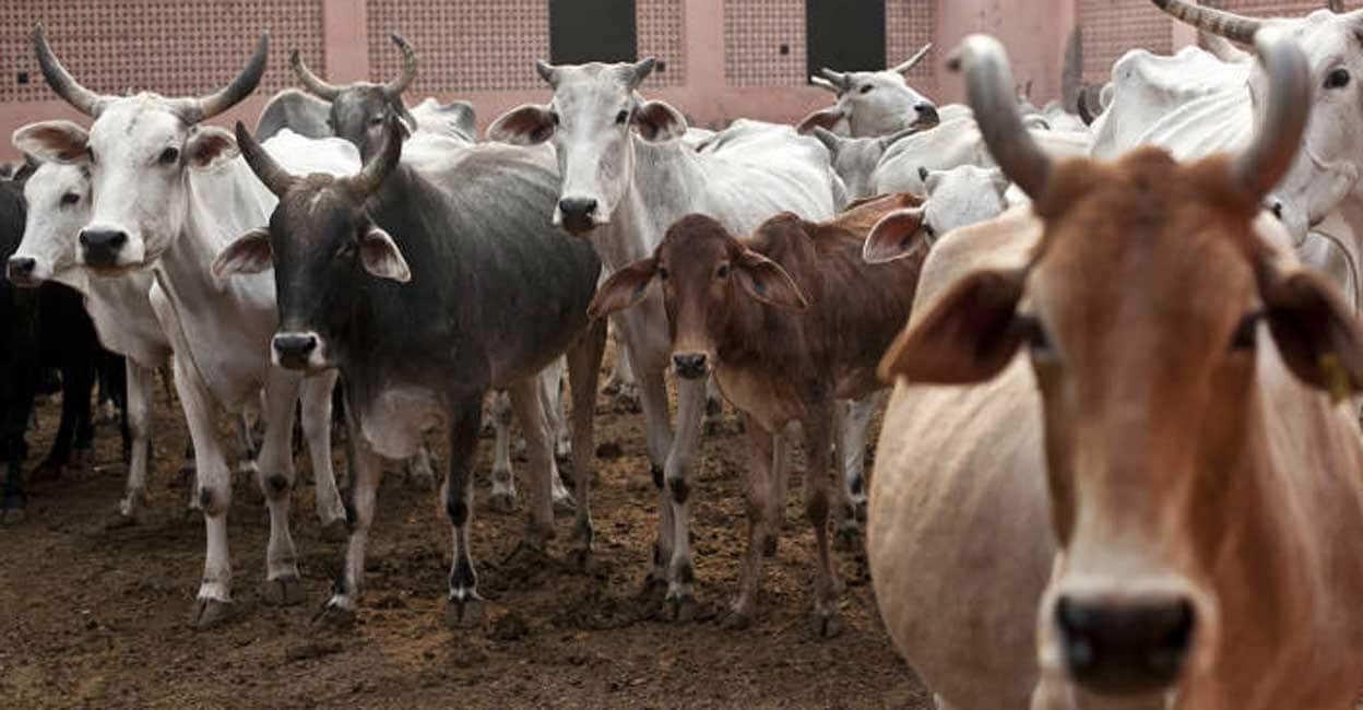 House made of cow dung can protect against atomic radiation, observes ...
