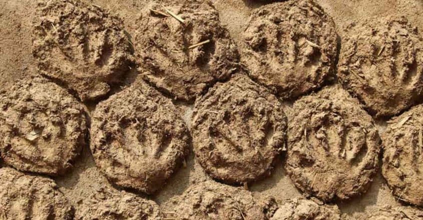 House made of cow dung can protect against atomic radiation, observes ...