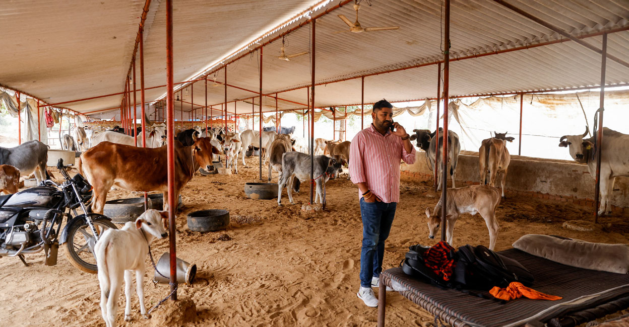 Cow vigilantes bolster political clout ahead of Lok Sabha polls ...