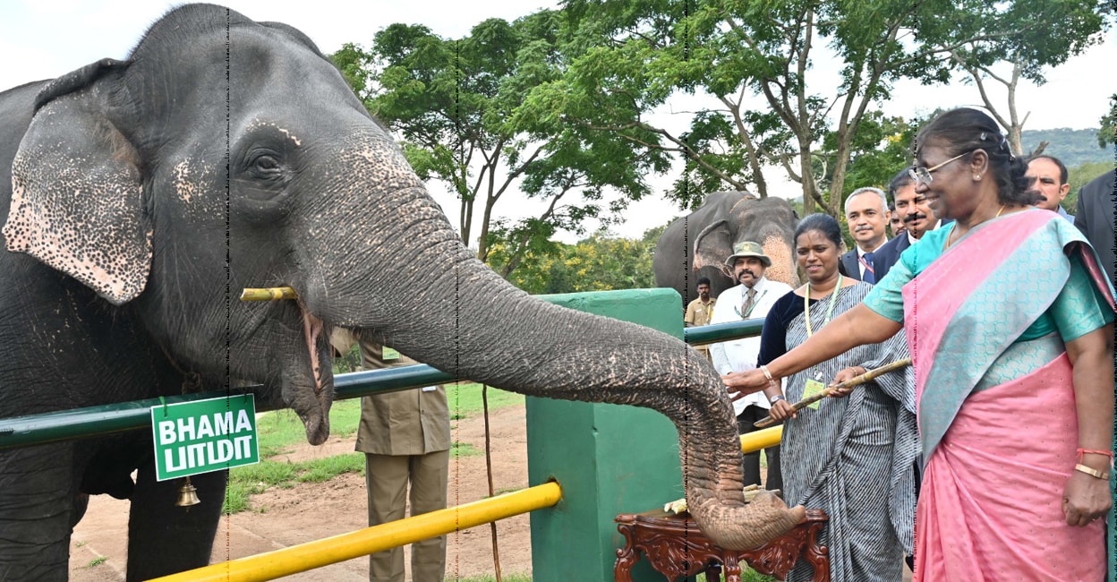 President Murmu visits elephant camp at Mudumalai | India News | Onmanorama