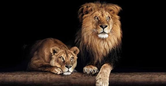 'Why create controversy naming lions Sita, Akbar?': Calcutta HC asks ...