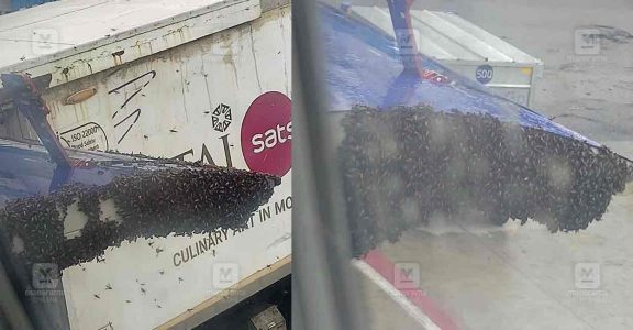 Swarm of bees surround IndiGo flight in Mumbai airport, trip delayed by ...