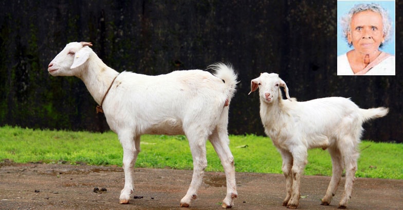 Do Dogs Attack Goats