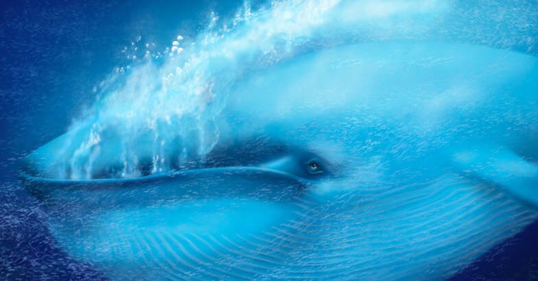 Idukki teen booked for spreading Blue Whale Challenge | Blue Whale ...