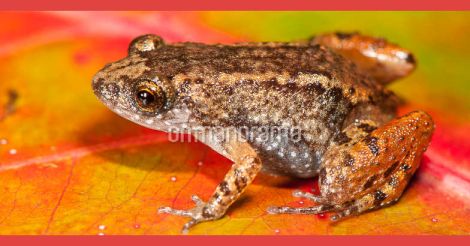 This is the real-life Pulivijayan...and a frog species named after him ...