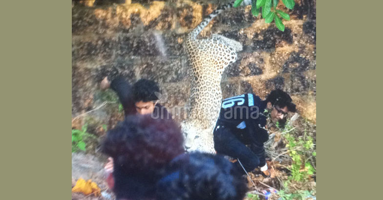 Leopard tranquilized after 7 hours, Kannur heaves a sigh of relief | Video, Pix | Leopard attack ...