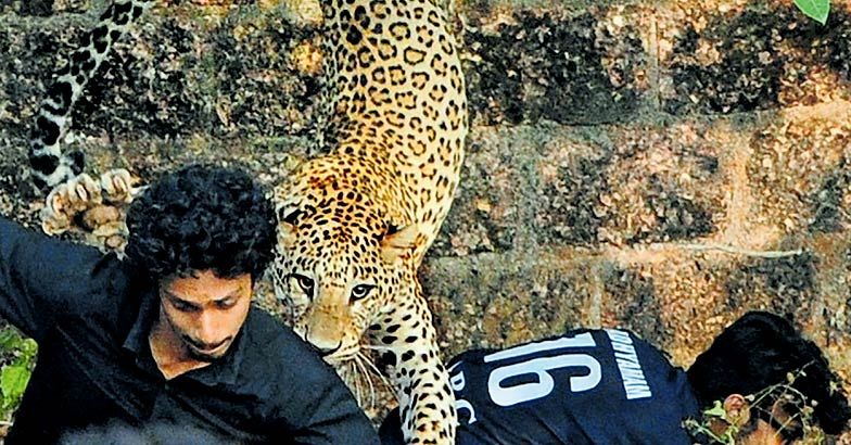 Leopard on the prowl in Kannur city: as it unfolded | Video, Pix | timeline | kannur | leopard ...