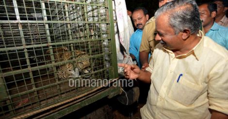 Captured: leopard which kept Kannur on tenterhooks lands in TVPM | Pix | Captured leopard ...