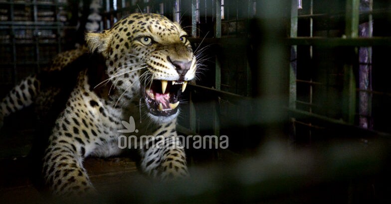 Captured: leopard which kept Kannur on tenterhooks lands in TVPM | Pix | Captured leopard ...