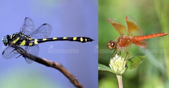 Flood disaster takes its toll on dragonfly population