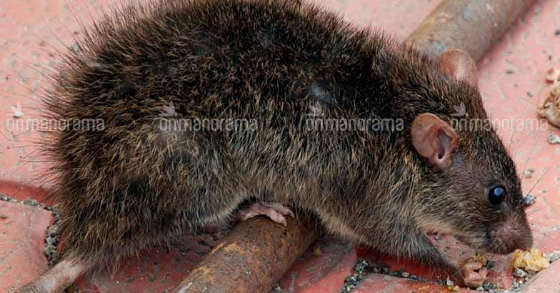 Explained: Bubonic plague threat emerges in the midst of COVID-19 ...