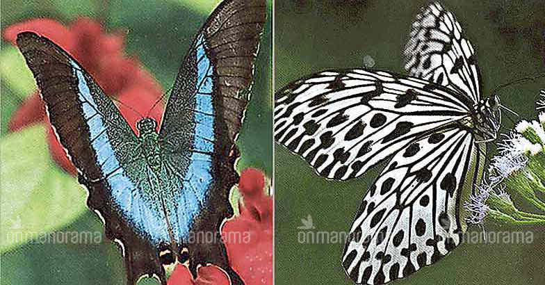 Nature lovers in Kerala now demand a state butterfly | Kerala ...