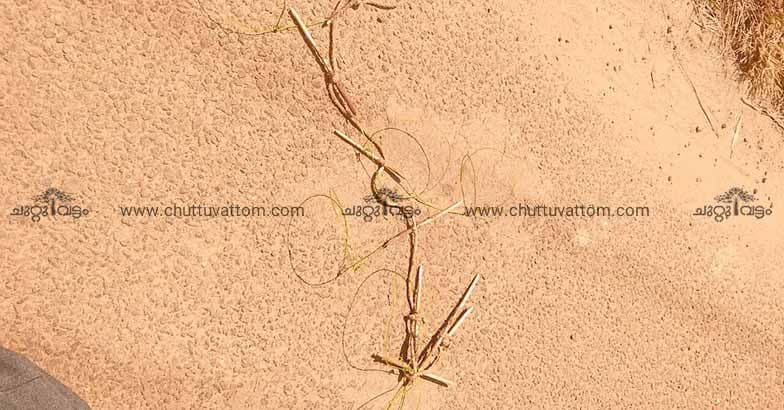 Snare to trap Monitor lizard, one held | Monitor lizard traps | Idukki ...