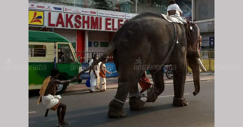 An elephantine problem that needs urgent attention | Kerala elephants ...