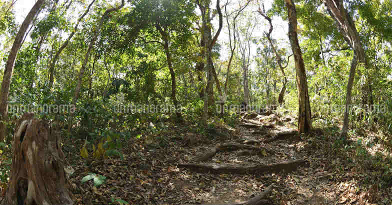 Litigants take royal route to claim a forest as their own ...