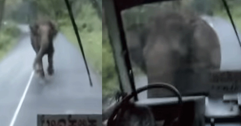Elephant gives a scare to Kerala-bound travellers | Elephant attack ...