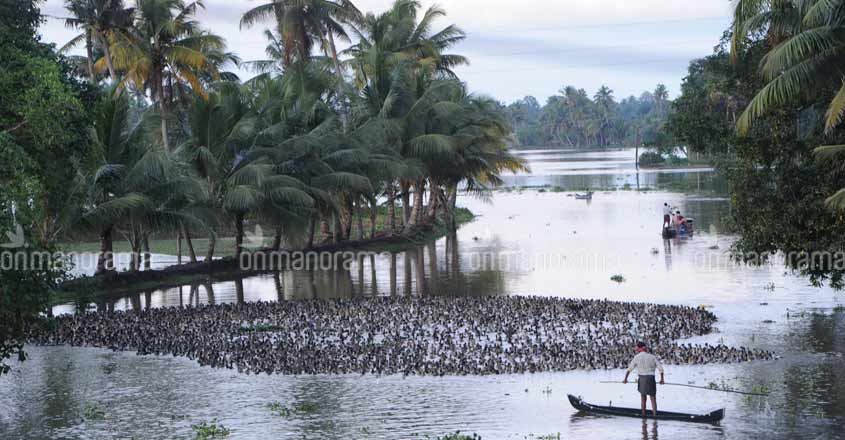 Kuttanad, the postcard face of Kerala | Kuttanad | Alappuzha ...
