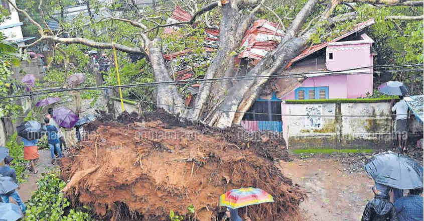 Close shave for 4-member family as huge tree crushes house