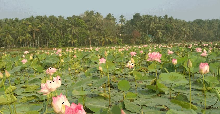 This Kerala Muslim village supplied lotus for PM Modi's 'Thulabharam ...