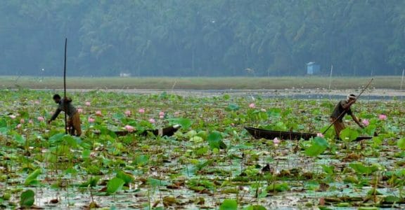 Unique Kerala | Here, Muslim farmers bank on 'kamal' for Acche Din ...