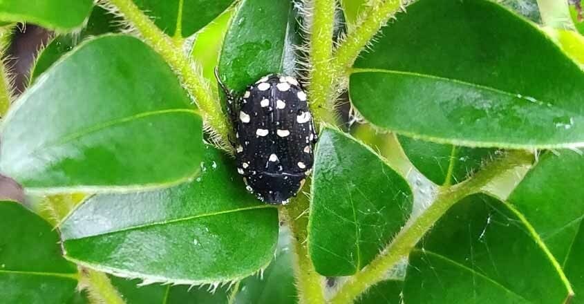 How to grow a 100-year-old tree in 15 years, meet Kerala's Miyawaki ...