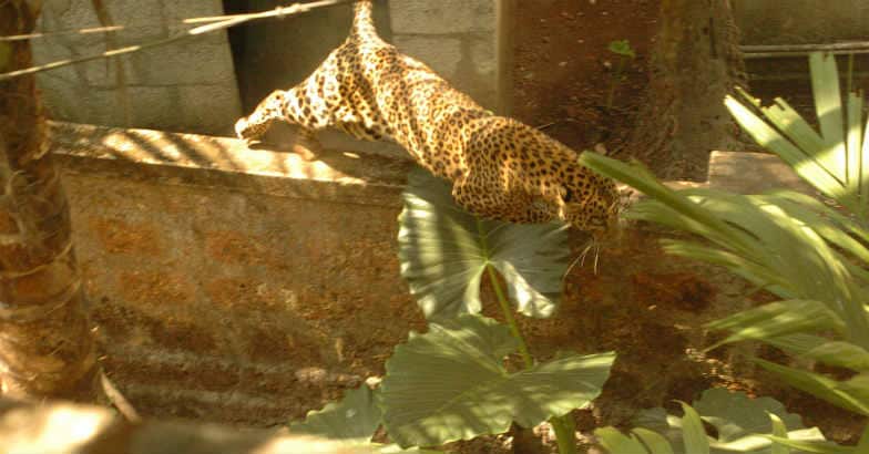 Leopard kills man, alert sounded in Pathanamthitta | Kerala News ...