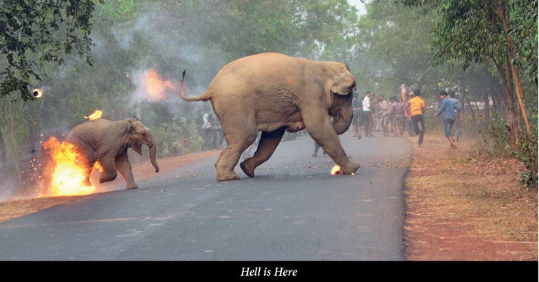 Fire-blasted elephant, calf run for their lives: the harrowing photo ...