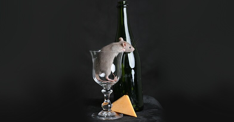 Liquor ban? Rats binge on 9L liters of seized alcohol in Bihar, say police