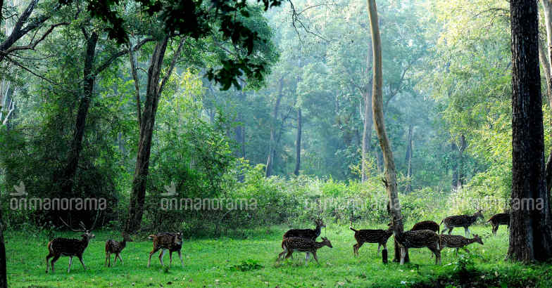 India's forest cover grew by over 6,700 sq km, Kerala has a reason to ...