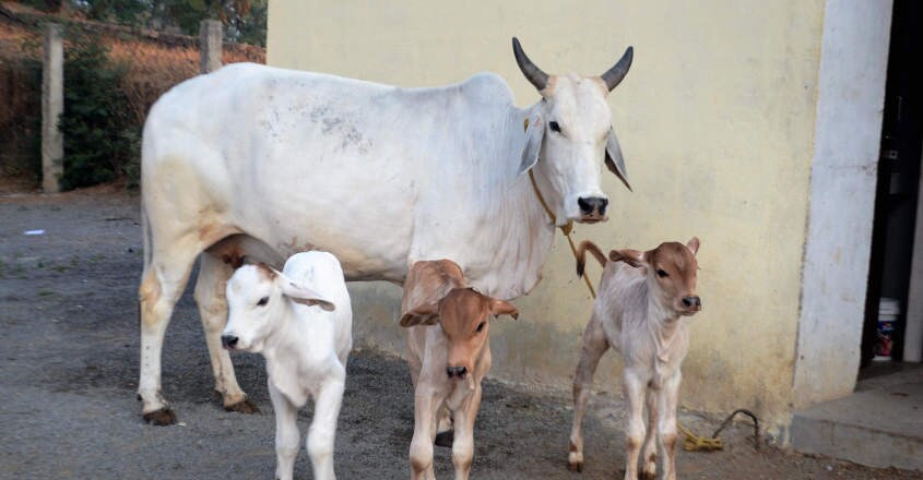 Now 'cow cess' in UP to set up sheds for stray cattle