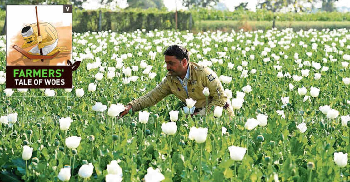 Agrarian distress: Disgruntled, angry peasants stand up and fight back ...