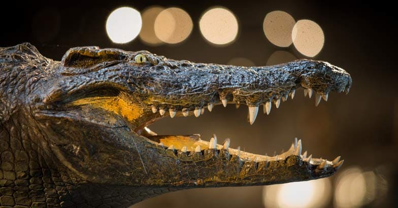 Australian teen escapes crocodile attack by 'punching' it on the head ...