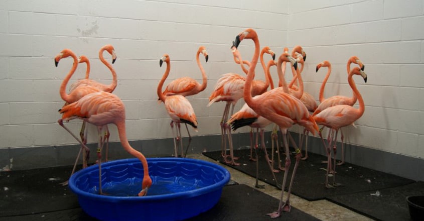 Storm Florence kills five, dumps several inches of rain | Hurricane ...