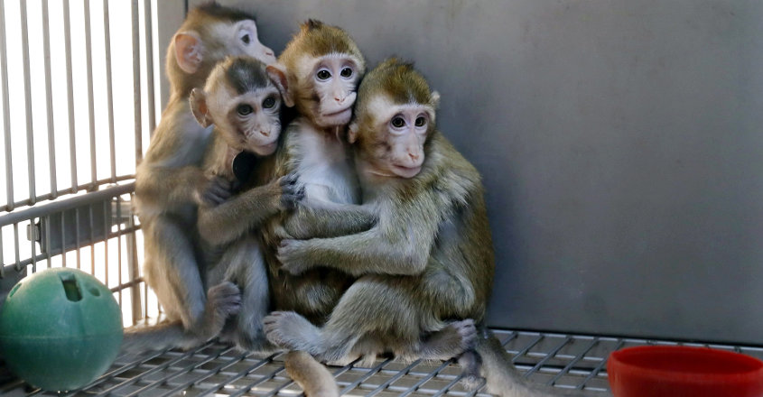 In a first, China clones gene-edited monkeys for research | World ...