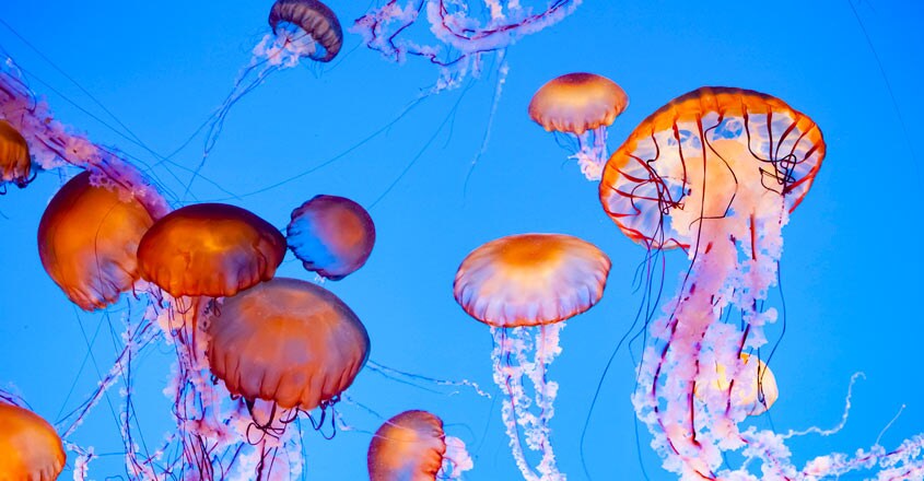 Several Australian beaches closed after jellyfish invasion