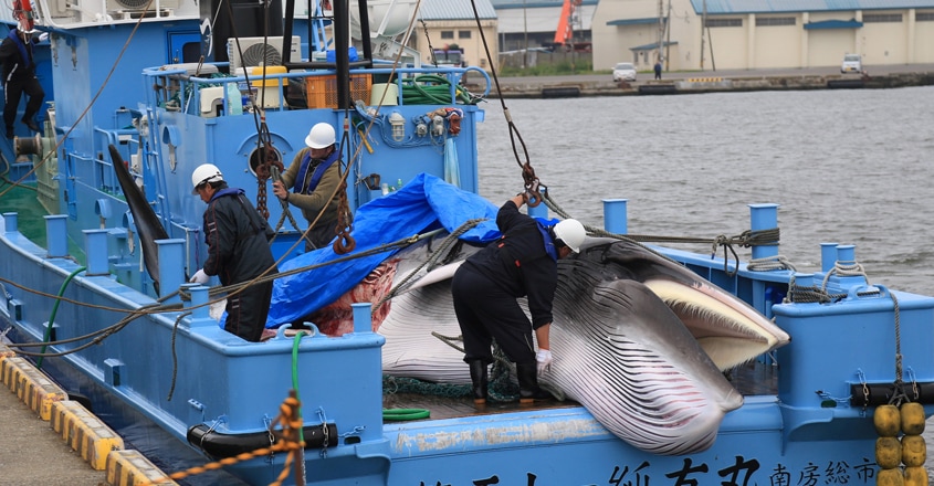 First whales caught as Japan resumes commercial hunt after 30 years
