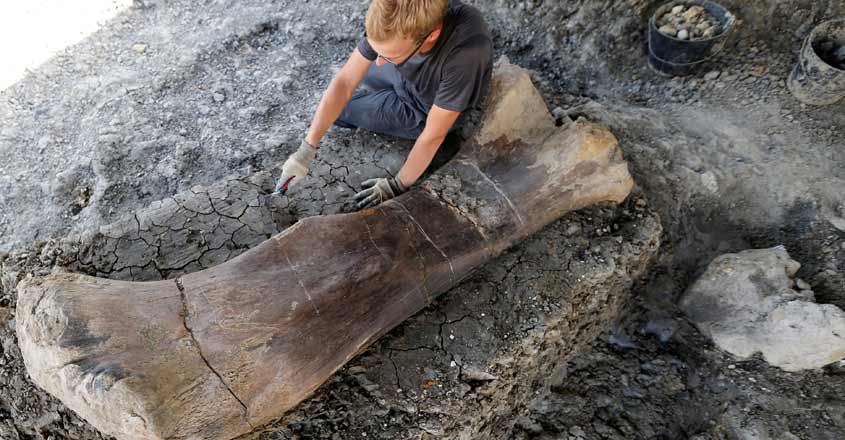 Giant dinosaur bone found in southwestern France | World News | Manorama