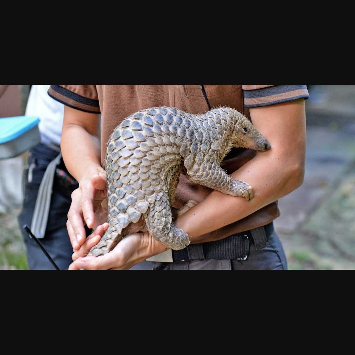 Pangolin Sandshrew