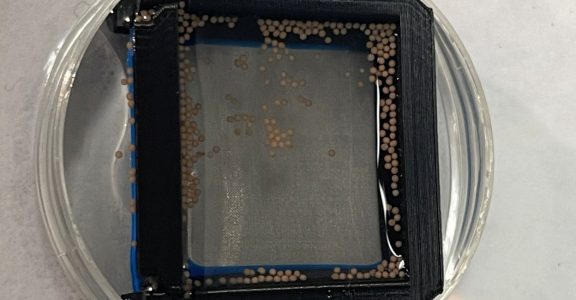 Scientists freeze Great Barrier Reef coral in world-first trial