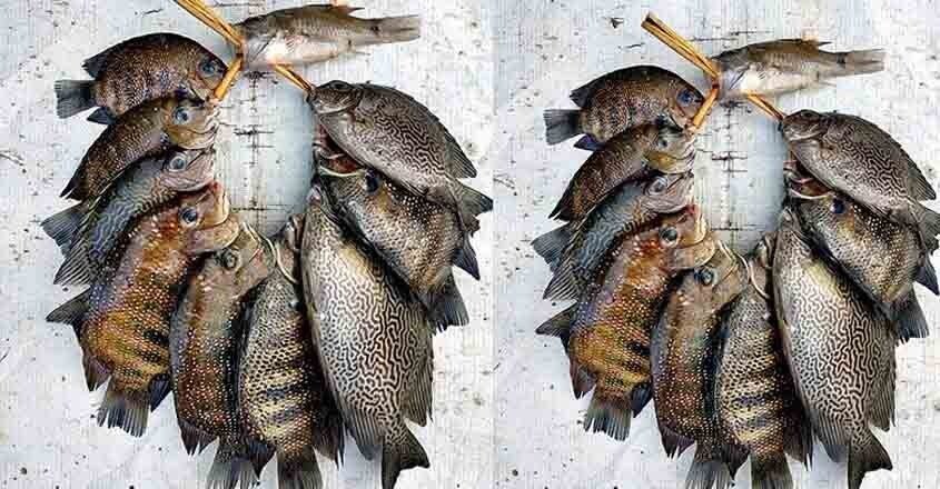 Fish tales from Mandovi in Goa | Goa | fishing | fishermen | Goan ...